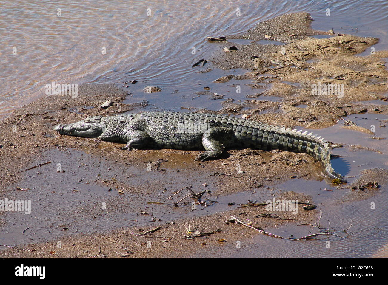 Crocodile river kruger hi-res stock photography and images - Alamy
