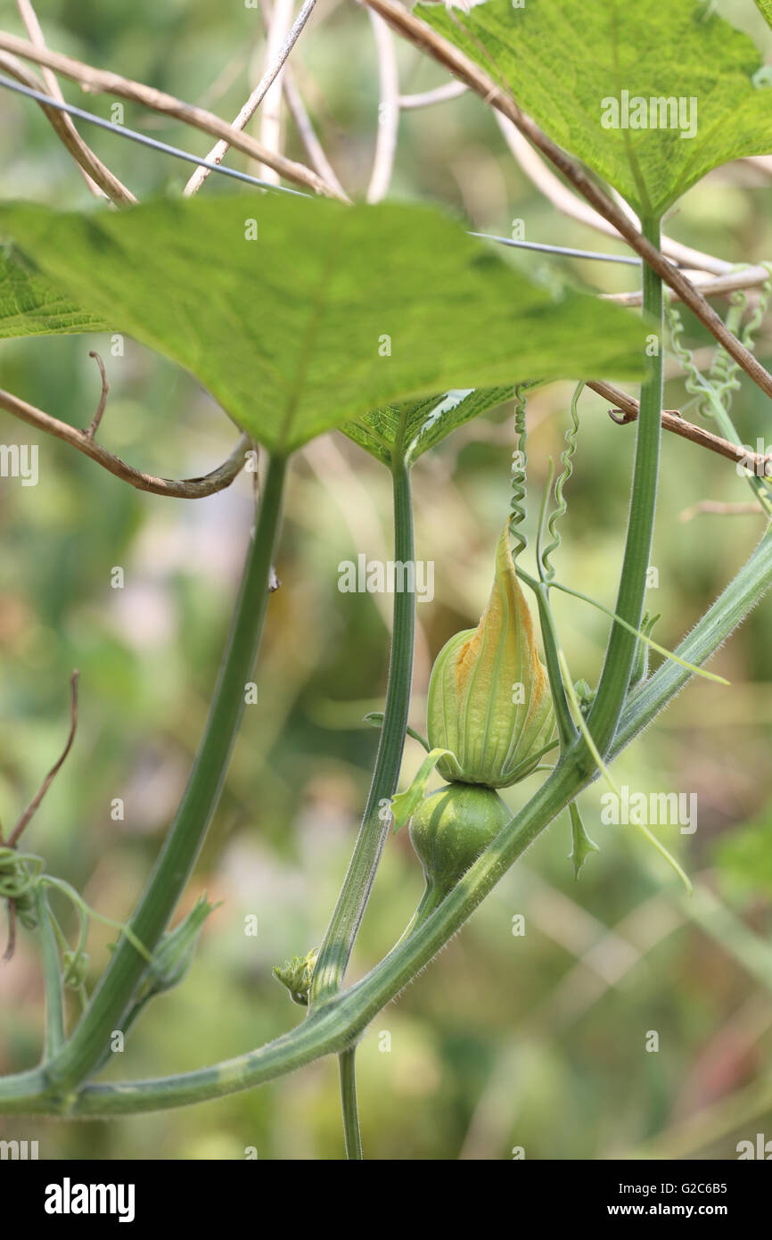 flower of pumpkin tree are blooming in vegetable garden Stock Photo - Alamy