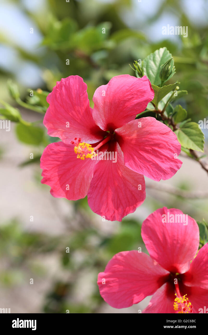 hibiscus flowers blossom in the garden,Tropical tree is beautiful of ...