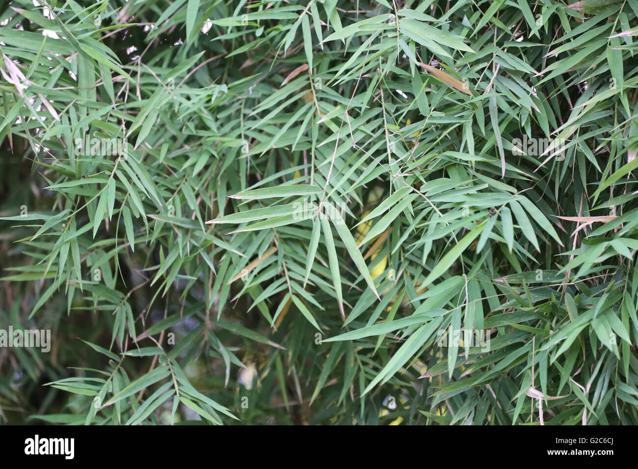 Bamboo tree in the garden for the design background Stock Photo - Alamy