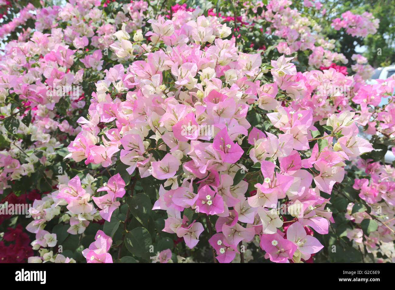 Pink Bougainvillea blooming on tree in the flower garden Stock Photo ...