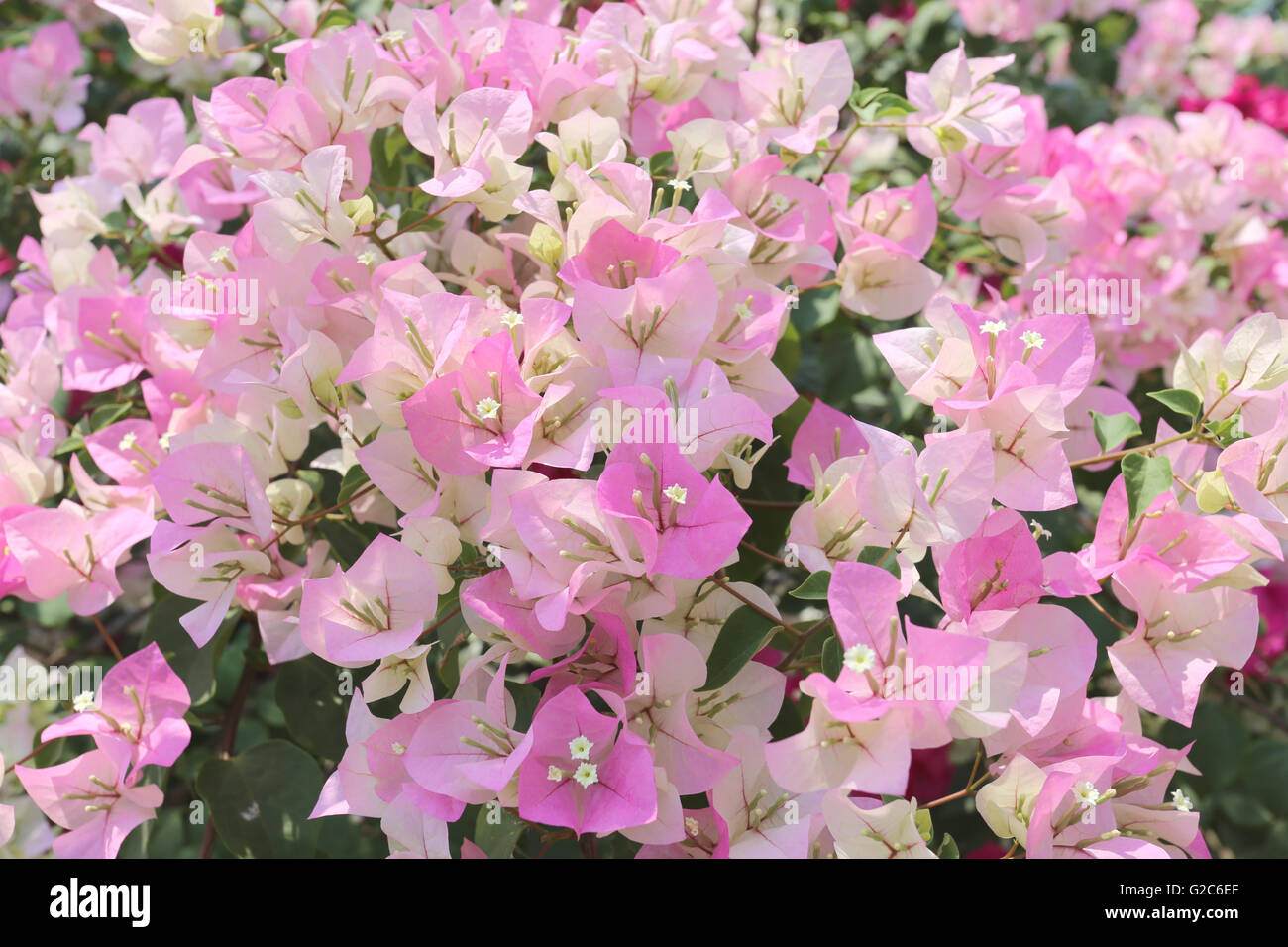 Pink Bougainvillea blooming on tree in the flower garden Stock Photo ...