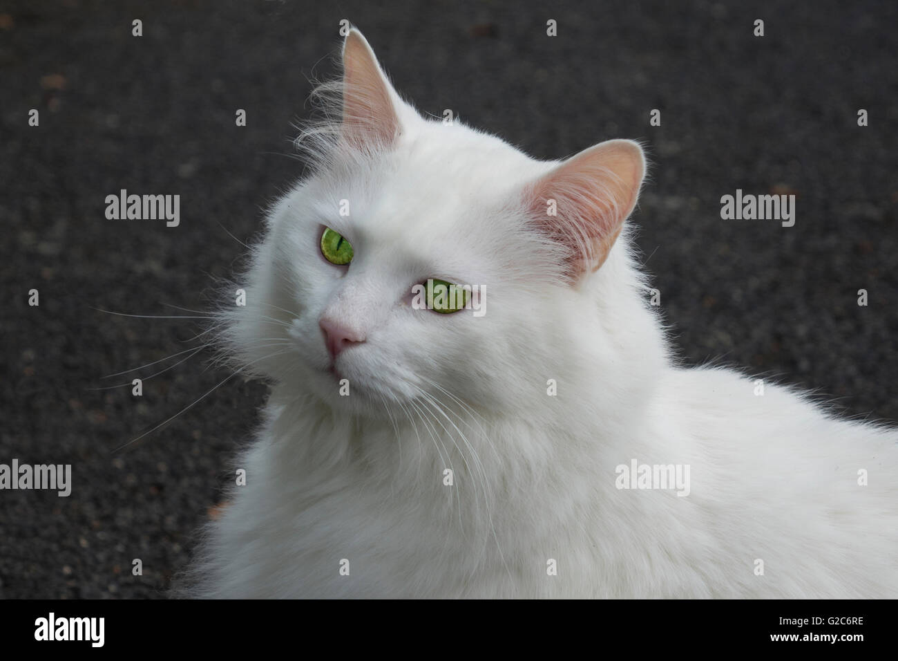 White furry feline hi-res stock photography and images - Alamy