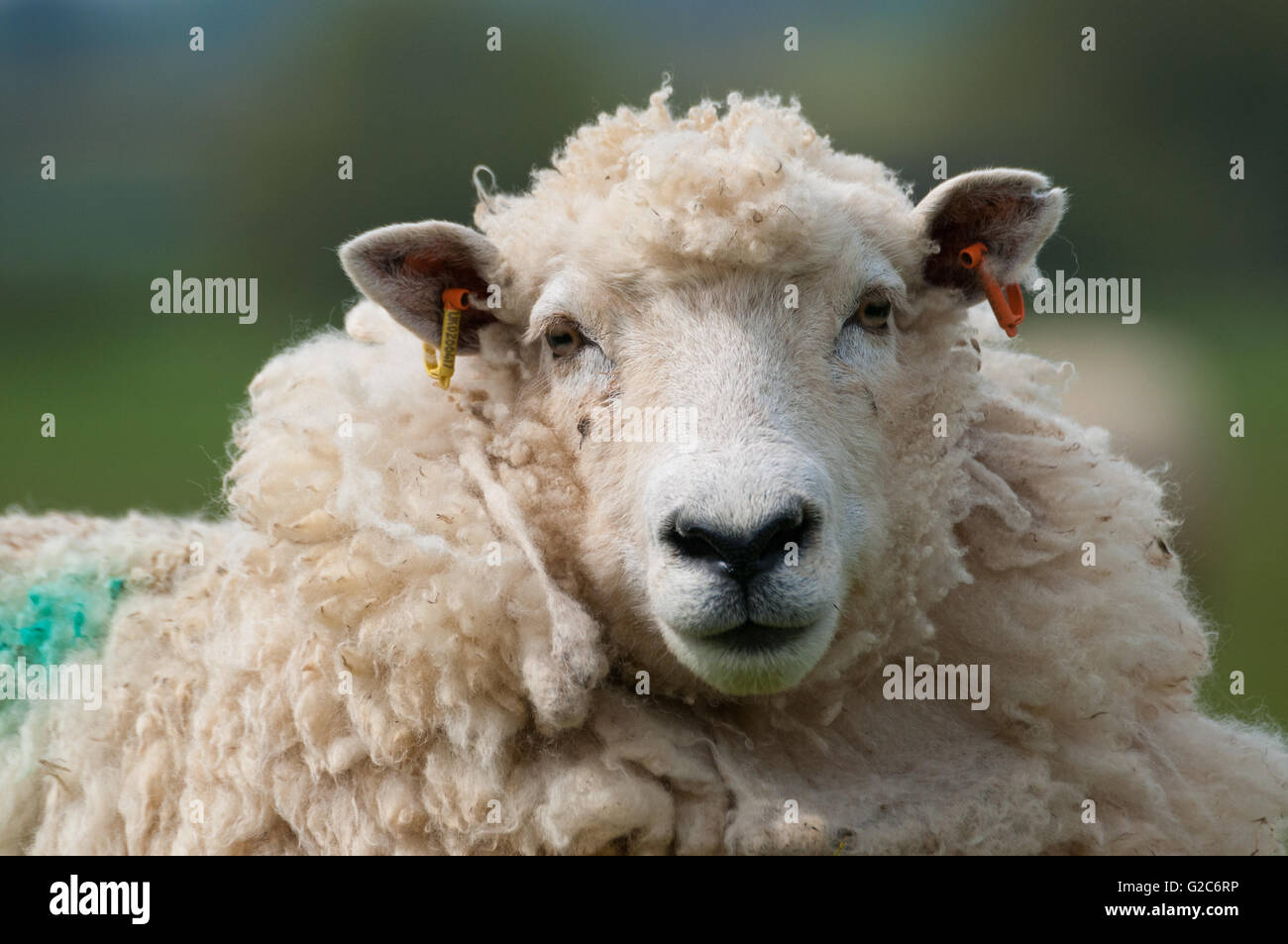 Cheviot sheep hi-res stock photography and images - Alamy