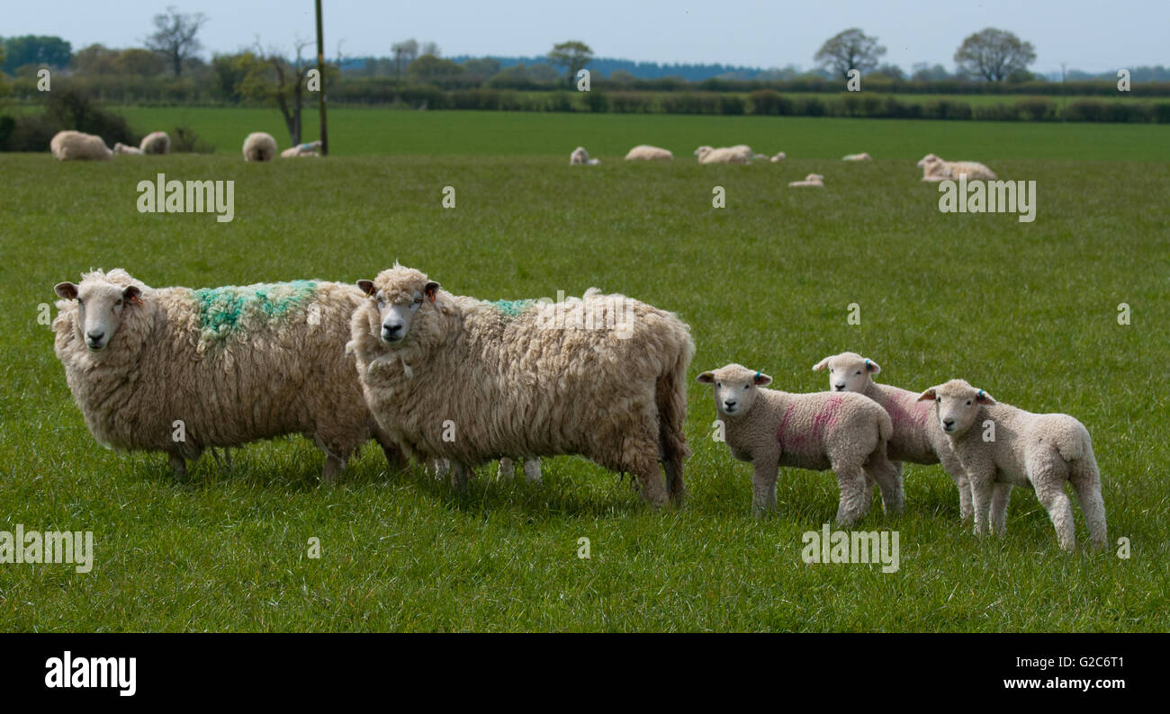 Cheviot sheep with lambs Stock Photo - Alamy