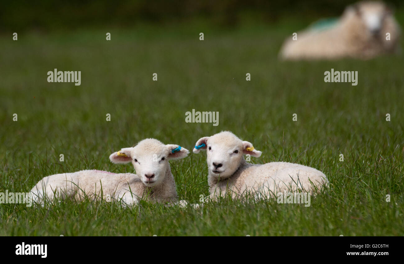 Cheviot sheep hi-res stock photography and images - Alamy