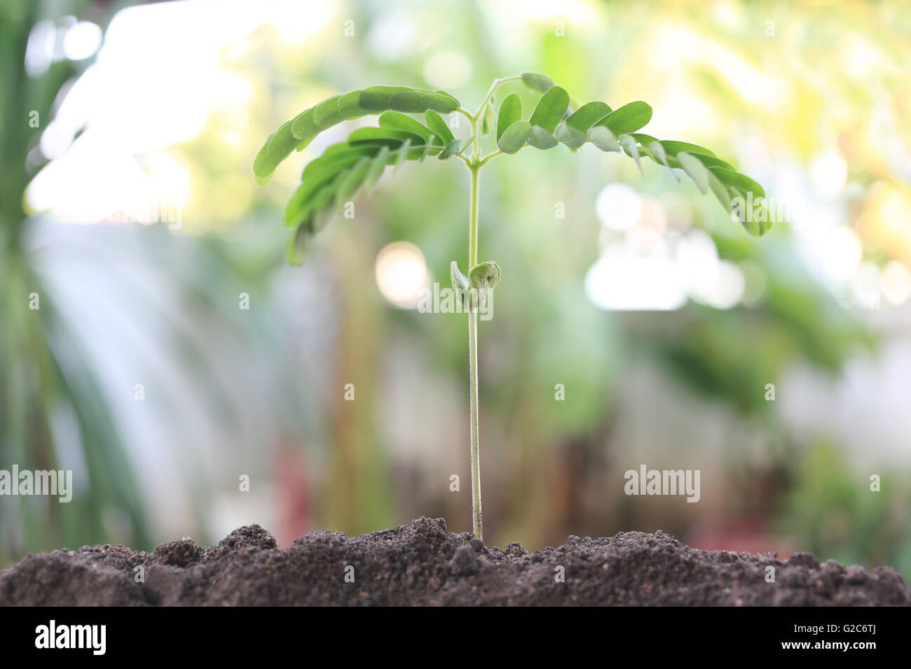 Seedlings of tamarind are grow on soil in the backyard,concept of ...