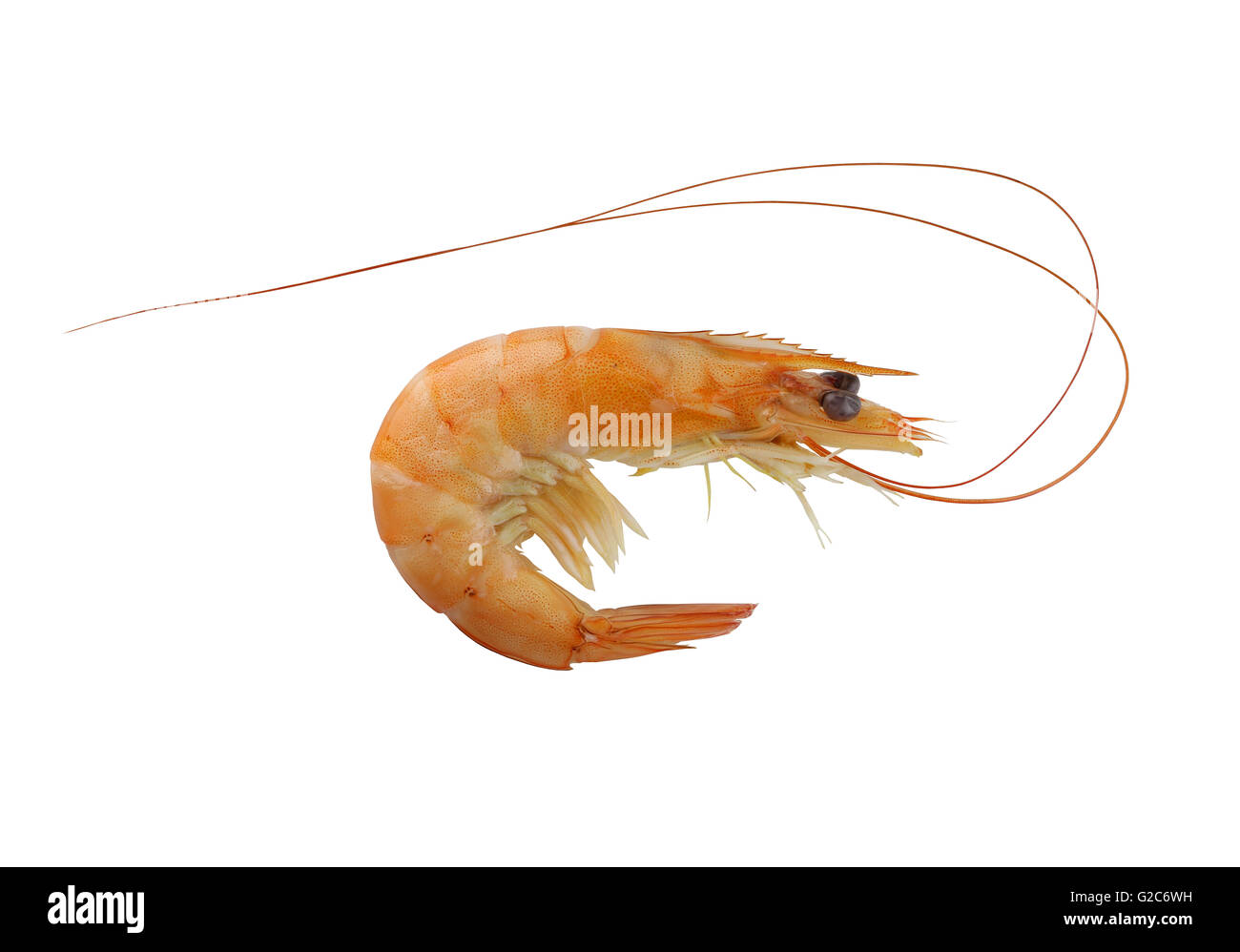cooked shrimp on a white background and have clipping paths for design ...