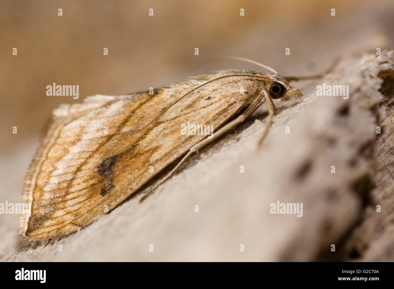 Garden pebble moth (Evergestis forficalis). Insect in the family ...