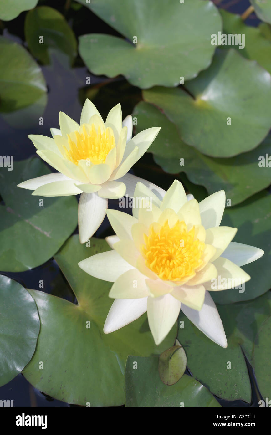 Yellow Lotus Petal High Resolution Stock Photography and Images - Alamy