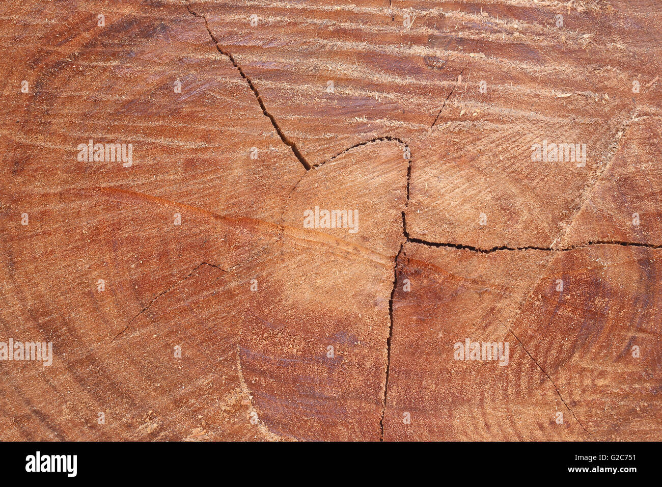Wood trunk surface hi-res stock photography and images - Alamy