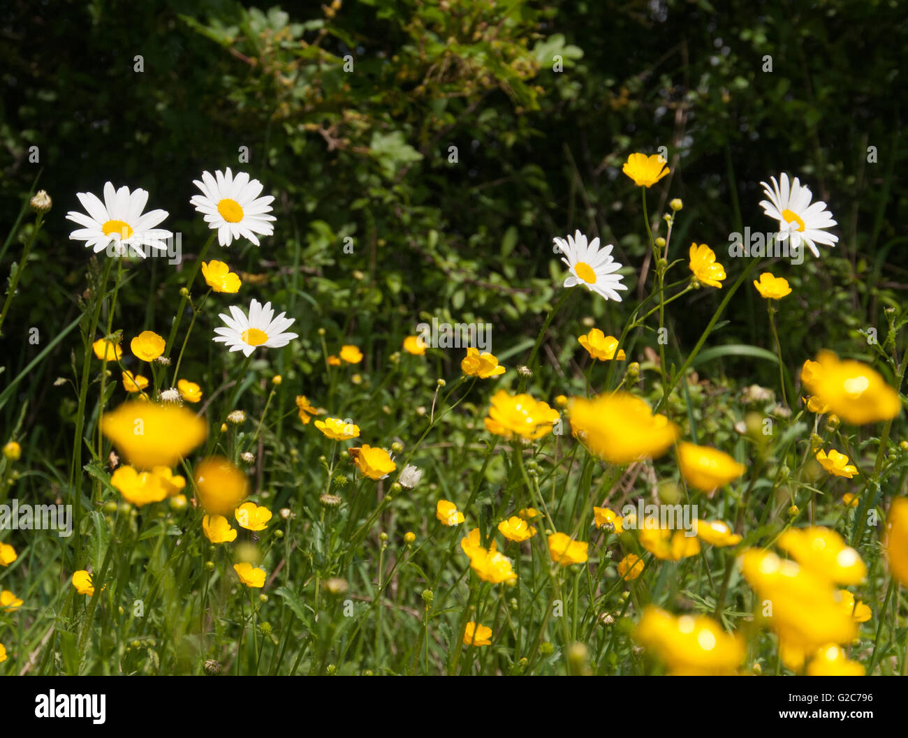 Oxeye daisies (Leucanthemum vulgare) and Meadow buttercup (Ranunculus ...