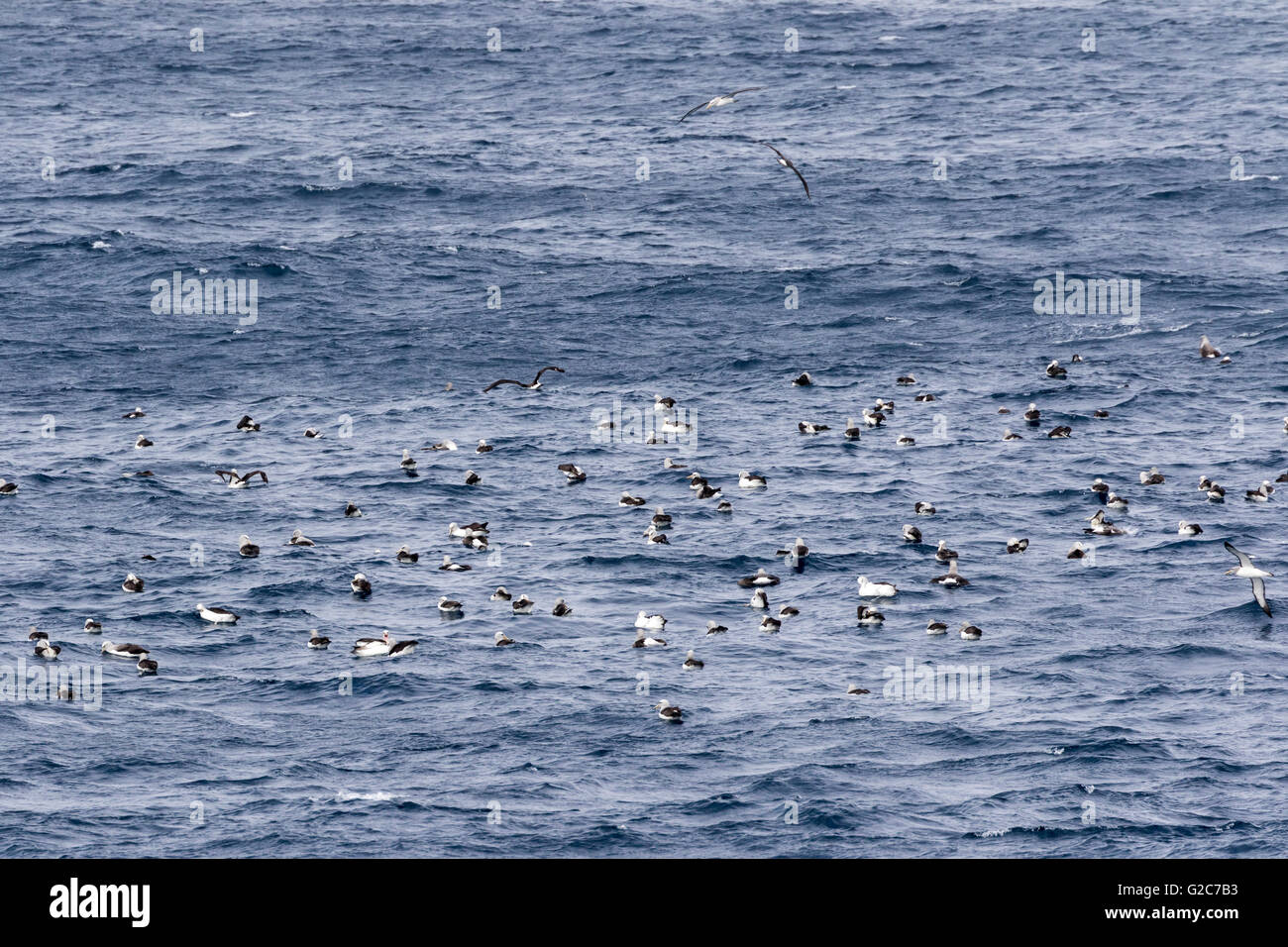 A flock of Salvin's mollymawk (albatross) feeding and preening on the ...