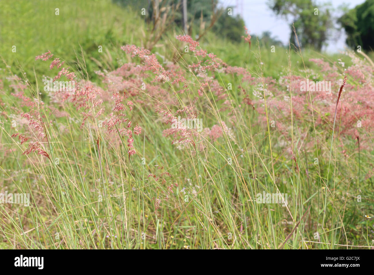 Grass flower in the backyard for natural background design Stock Photo ...