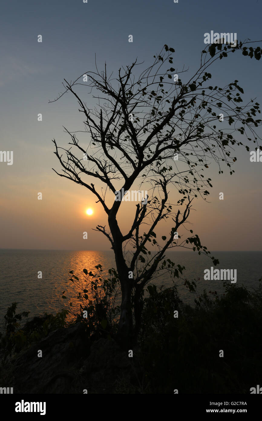 Beautiful sunset tree on sea hi-res stock photography and images - Alamy