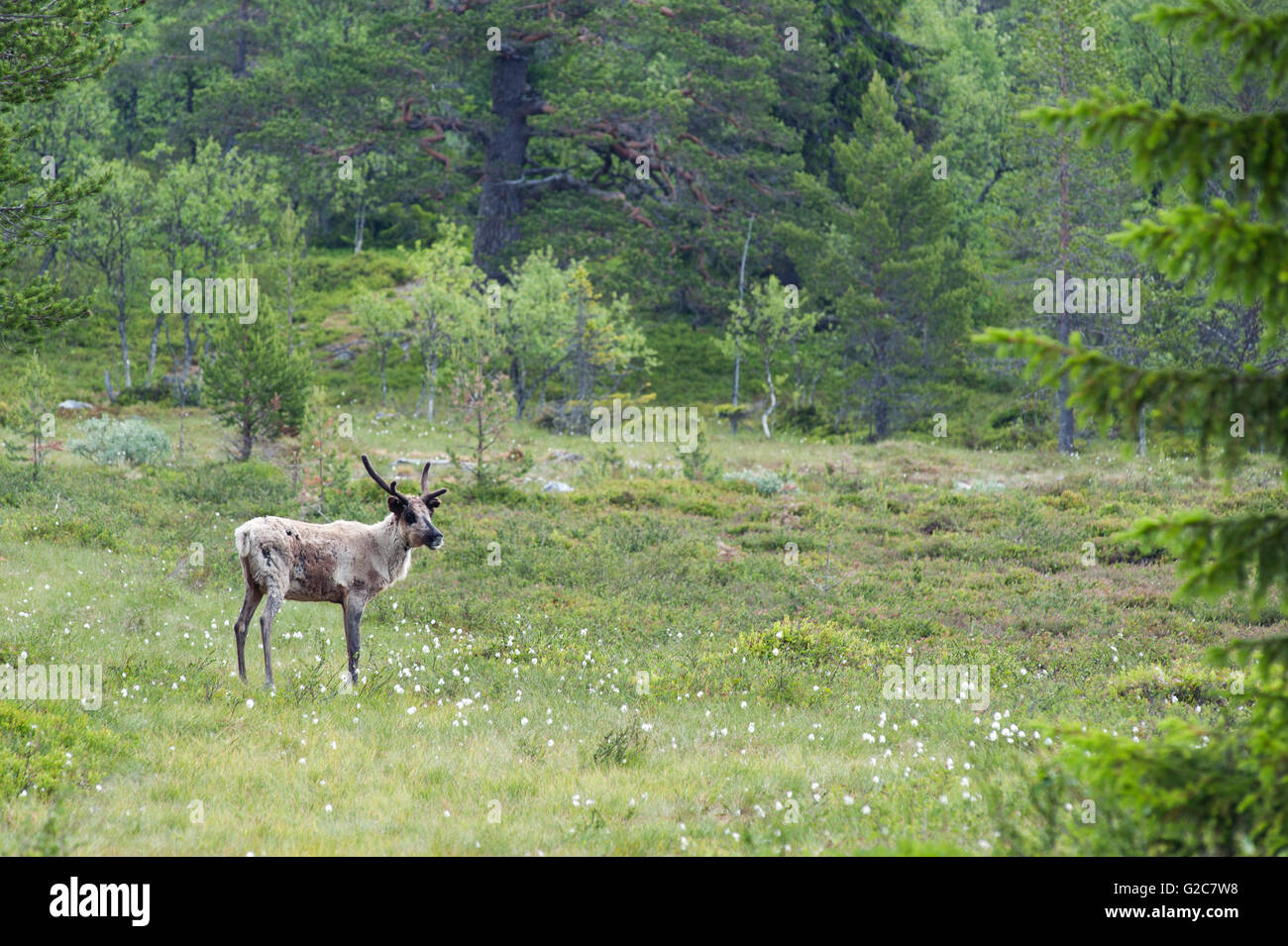 Reindeer, Rangifer tarandus, Grövelsjön, Sweden Stock Photo - Alamy