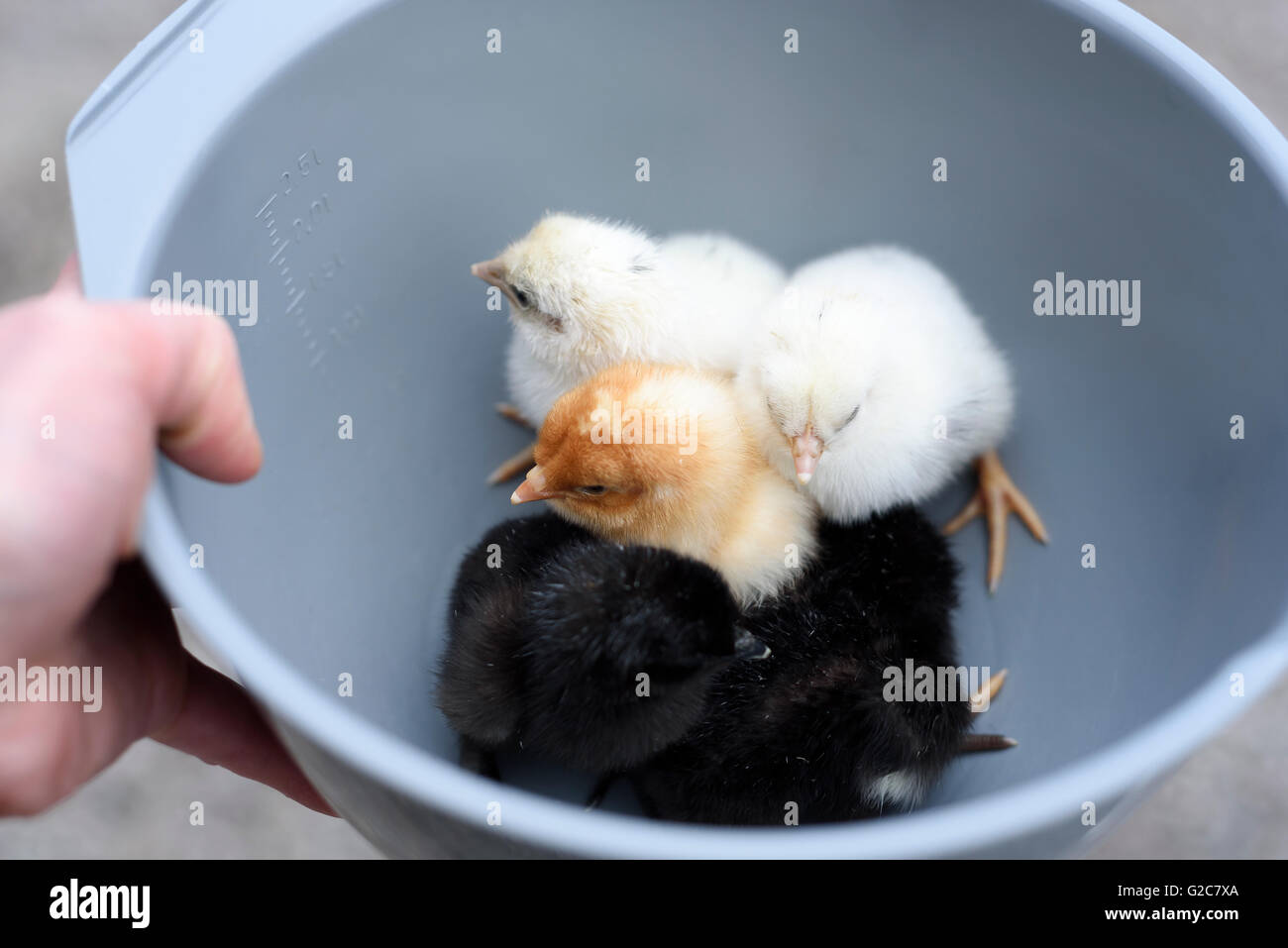 Day old chickens hi-res stock photography and images - Alamy