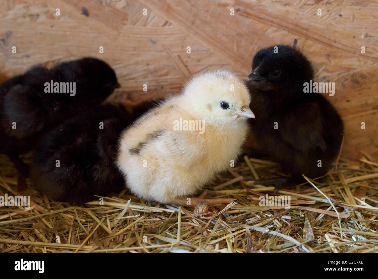 Day old chickens hi-res stock photography and images - Alamy