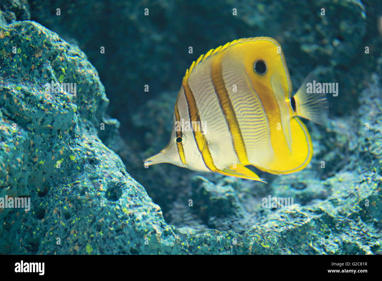 Copper Banded Butterfly fish in the sea Stock Photo - Alamy