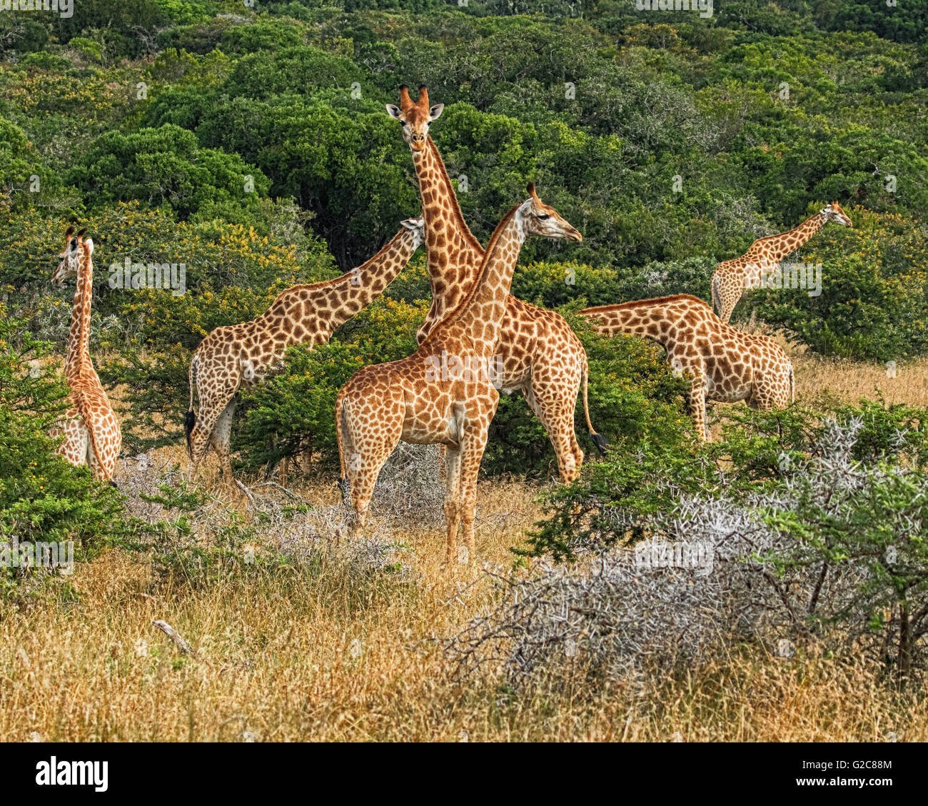 Tower of giraffes hi-res stock photography and images - Alamy