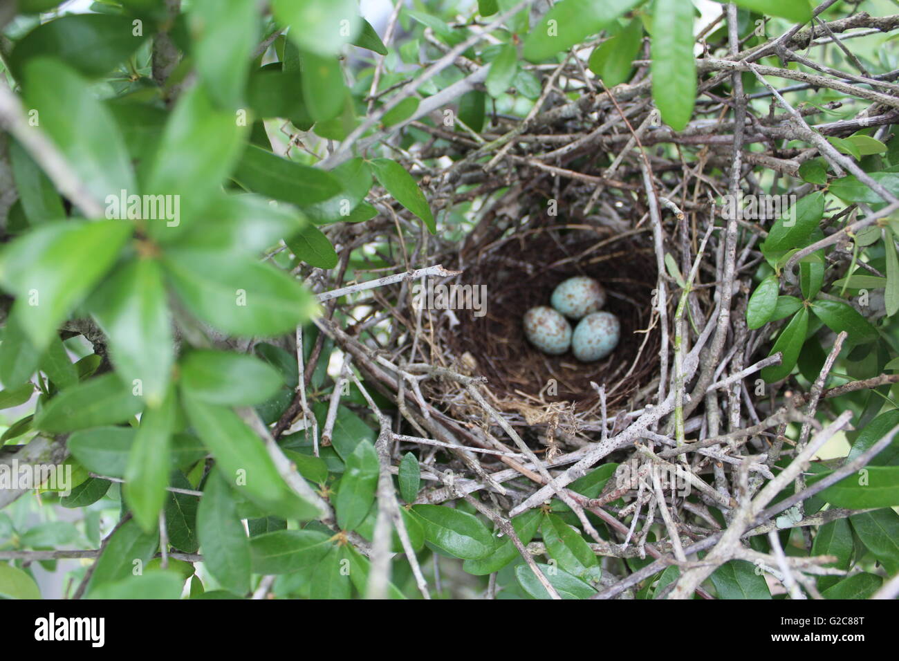 eggs in nest Stock Photo - Alamy