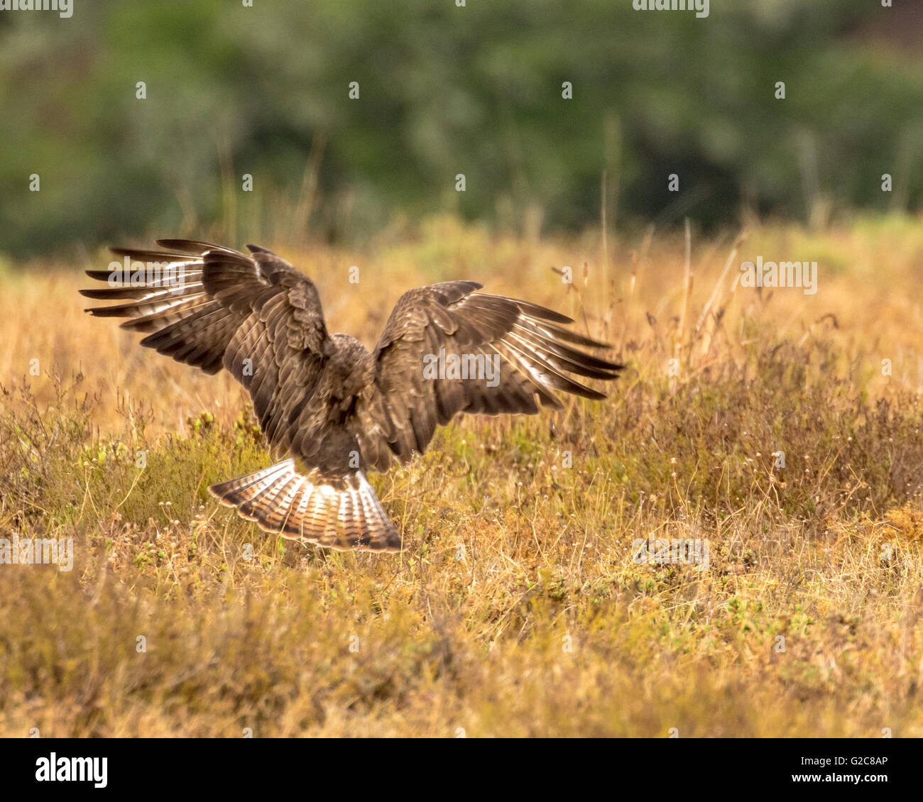 Pouncing hi-res stock photography and images - Alamy