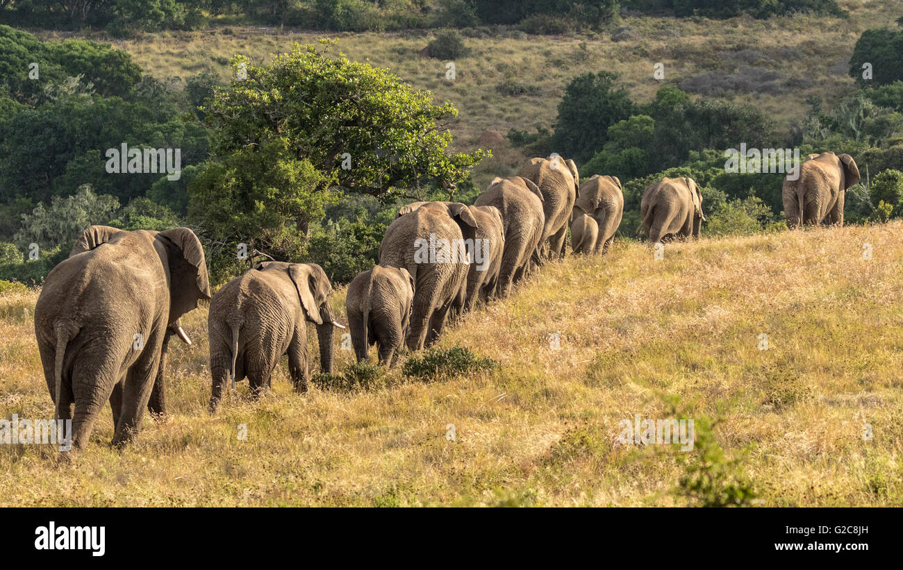 Elephants walking line hi-res stock photography and images - Alamy