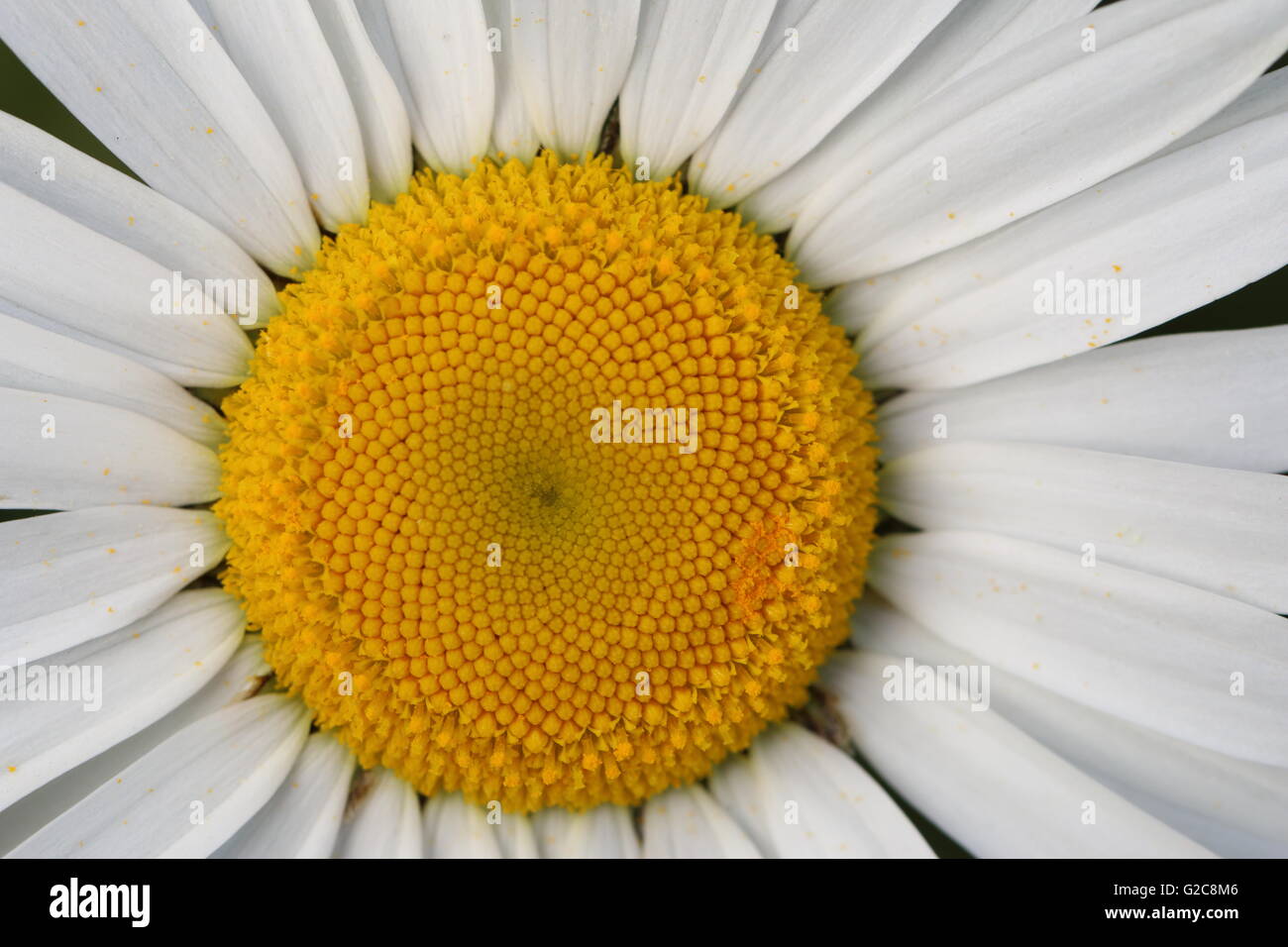 Ox-Eye daisy flower close up - Leucanthemum vulgare Stock Photo - Alamy