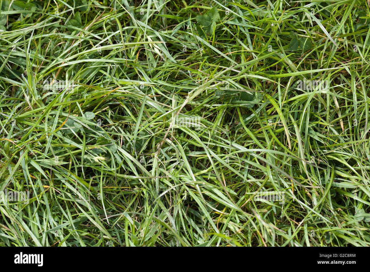 Grassed patterns hi-res stock photography and images - Alamy