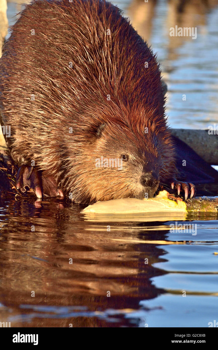 Beaver eating tree hi-res stock photography and images - Alamy