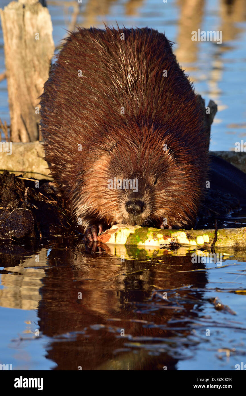 Beaver eating tree hi-res stock photography and images - Alamy