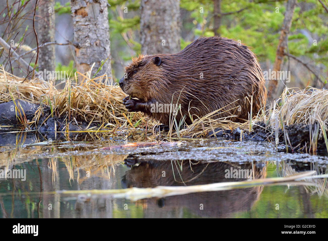 An adult wild beaver sitting on his beaver dam eating some fresh green ...