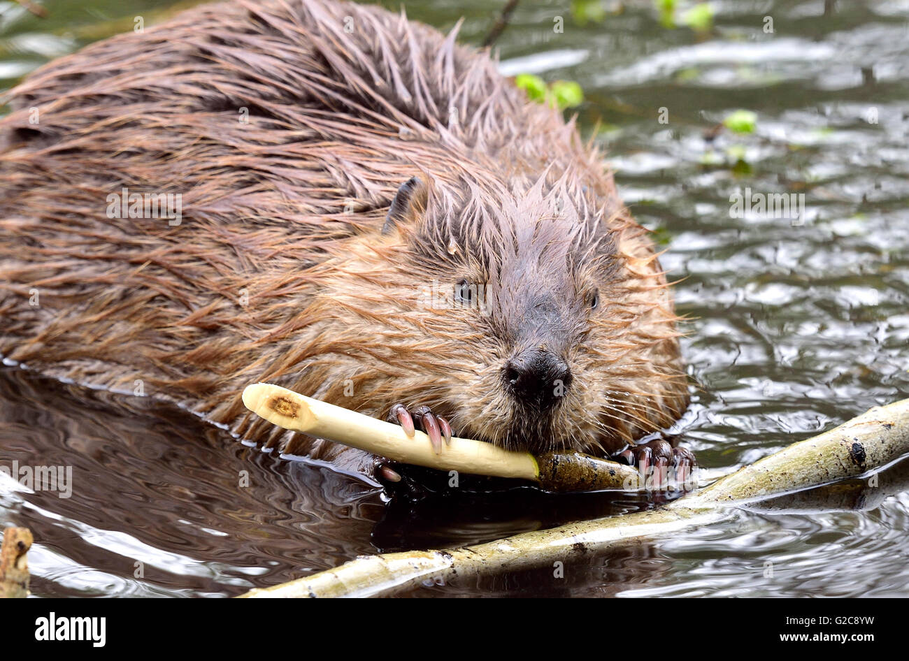 Beaver chewing on bark hi-res stock photography and images - Alamy