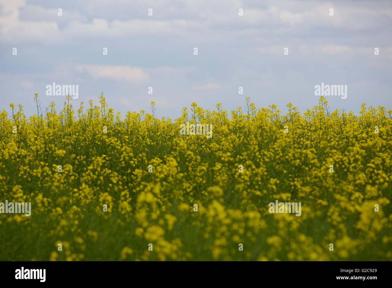 Cold pressed rapeseed oil hi-res stock photography and images - Alamy