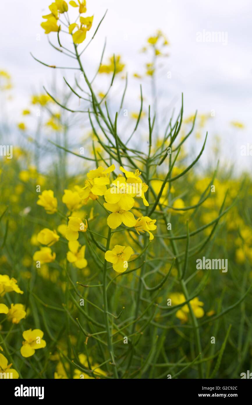 Rapeseed Canola plants Stock Photo - Alamy