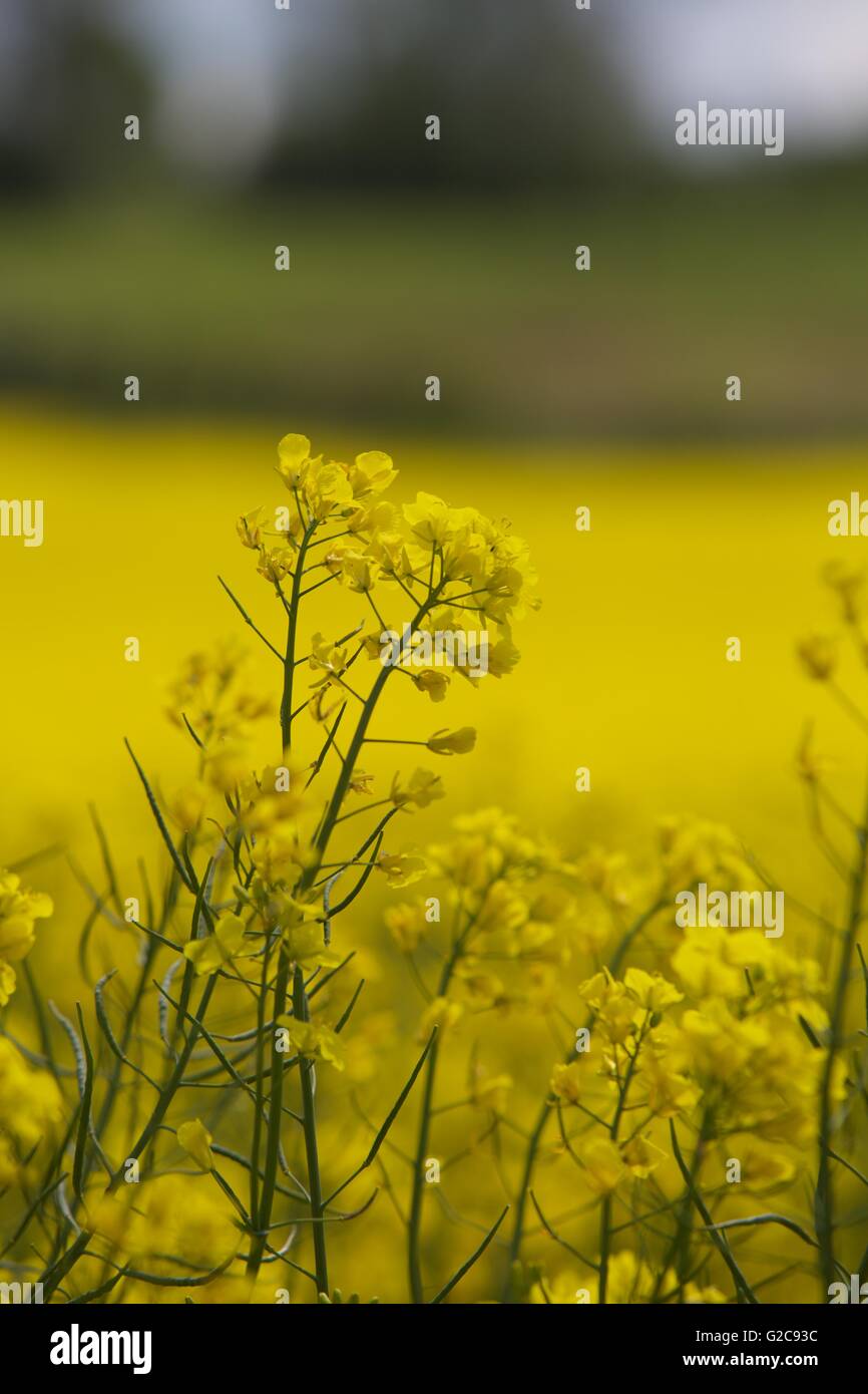Rapeseed Canola plants Stock Photo - Alamy