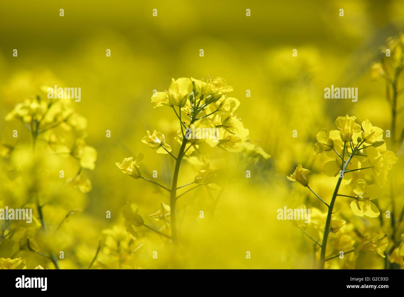 Rapeseed Canola plants Stock Photo - Alamy