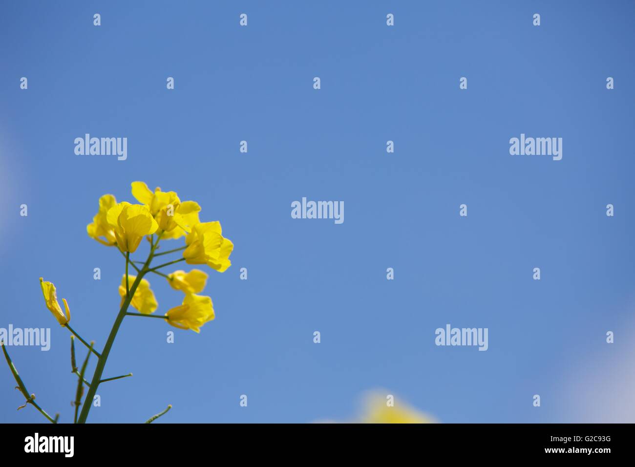 Rapeseed Canola plants Stock Photo - Alamy