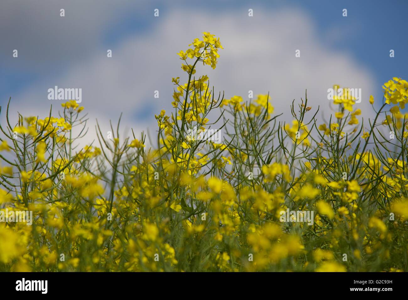 Rapeseed Canola plants Stock Photo - Alamy