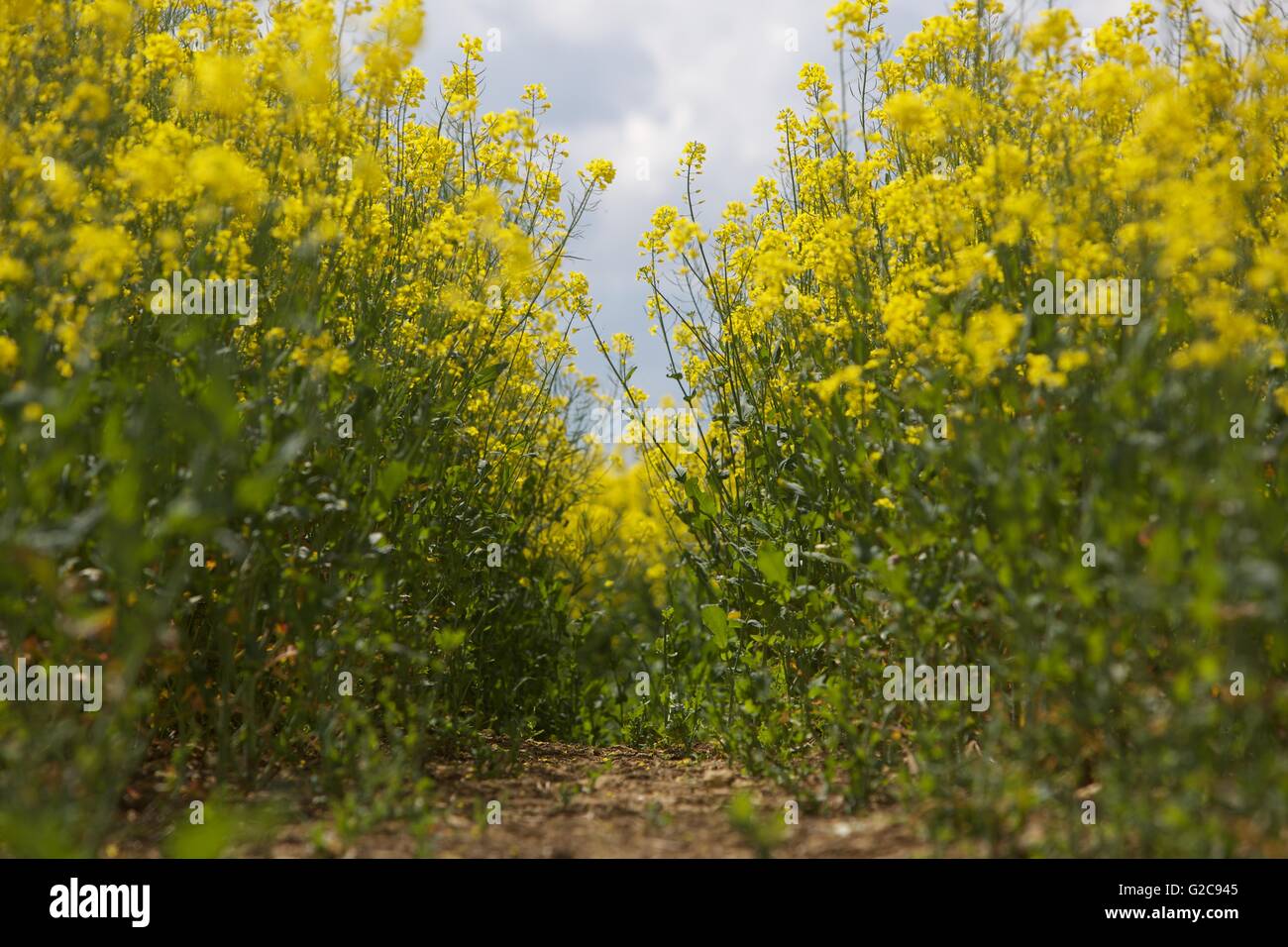 Rapeseed Canola Fields and plants Stock Photo - Alamy