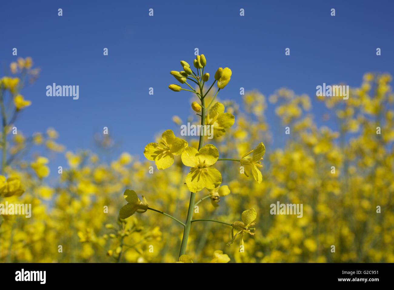 Rapeseed Canola plants Stock Photo - Alamy
