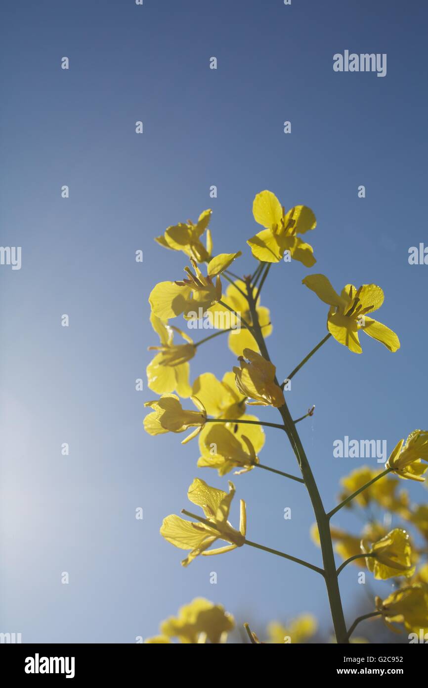 Rapeseed Canola plants Stock Photo - Alamy
