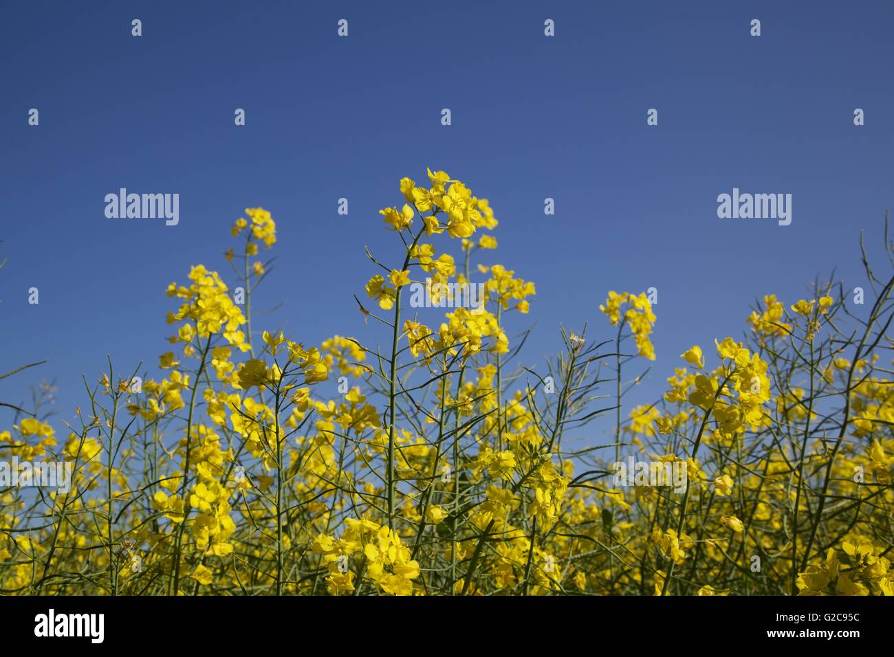 Rapeseed Canola plants Stock Photo - Alamy