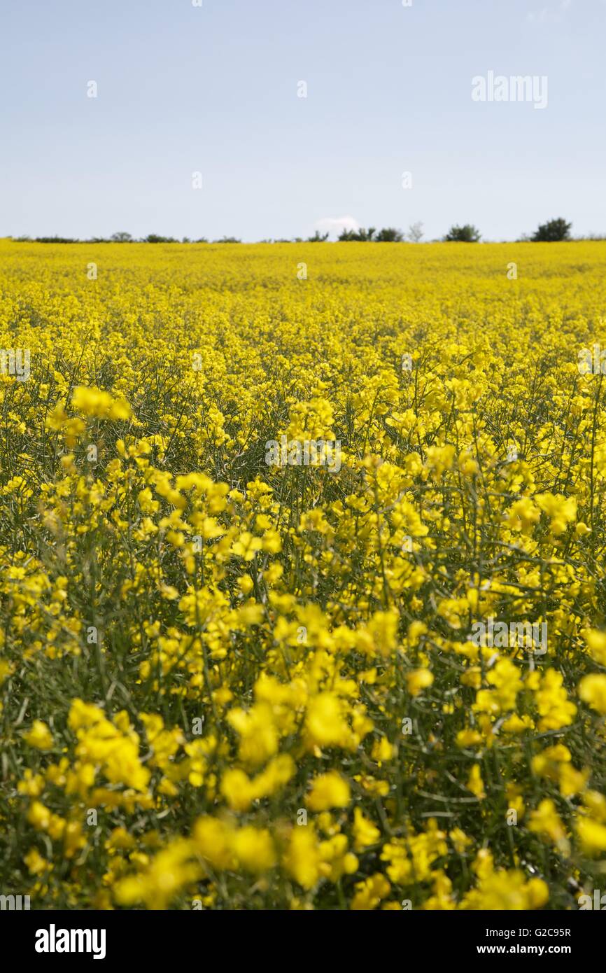 Cold pressed rapeseed oil hi-res stock photography and images - Alamy