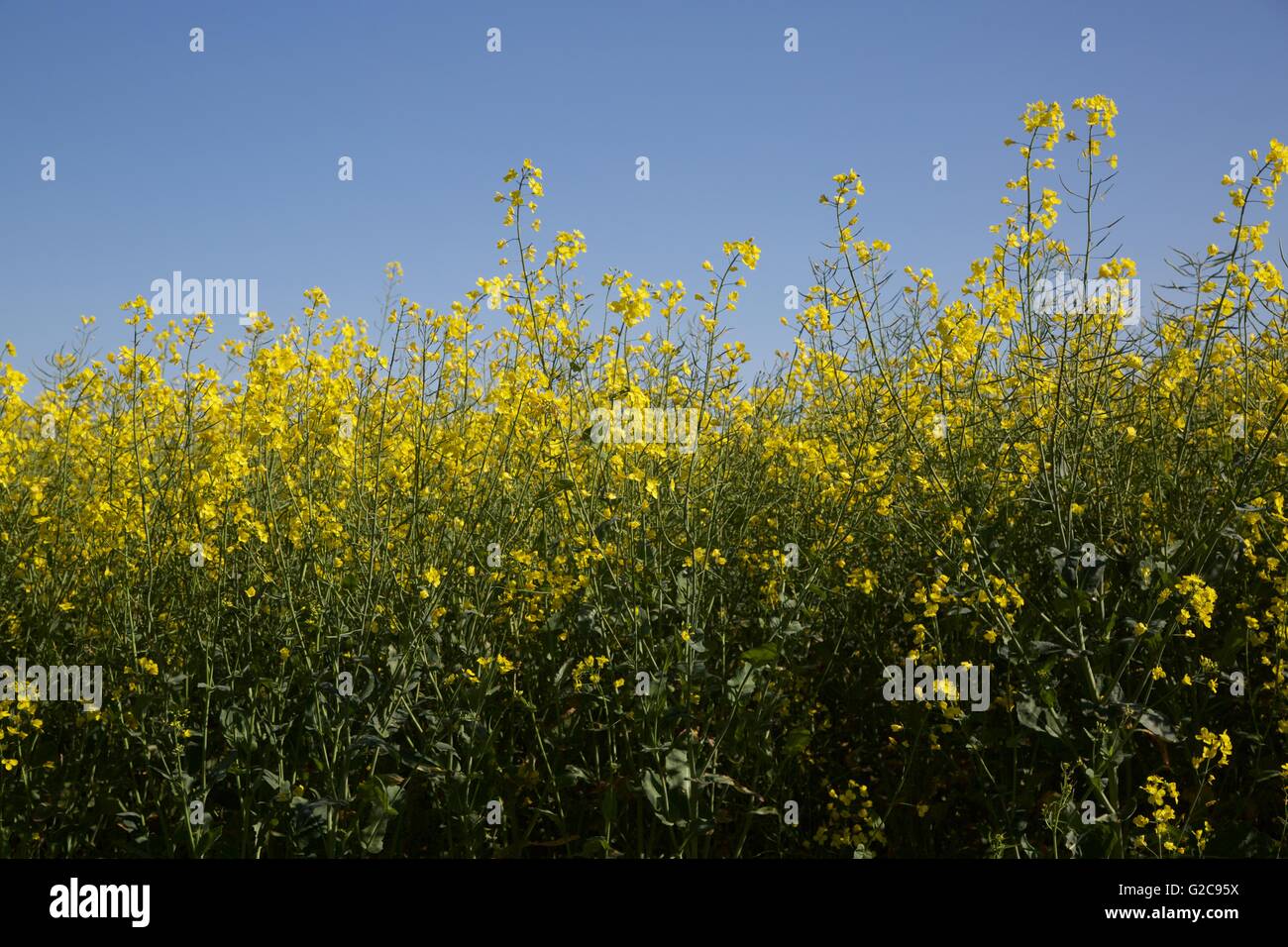 Rapeseed Canola Fields and plants Stock Photo - Alamy