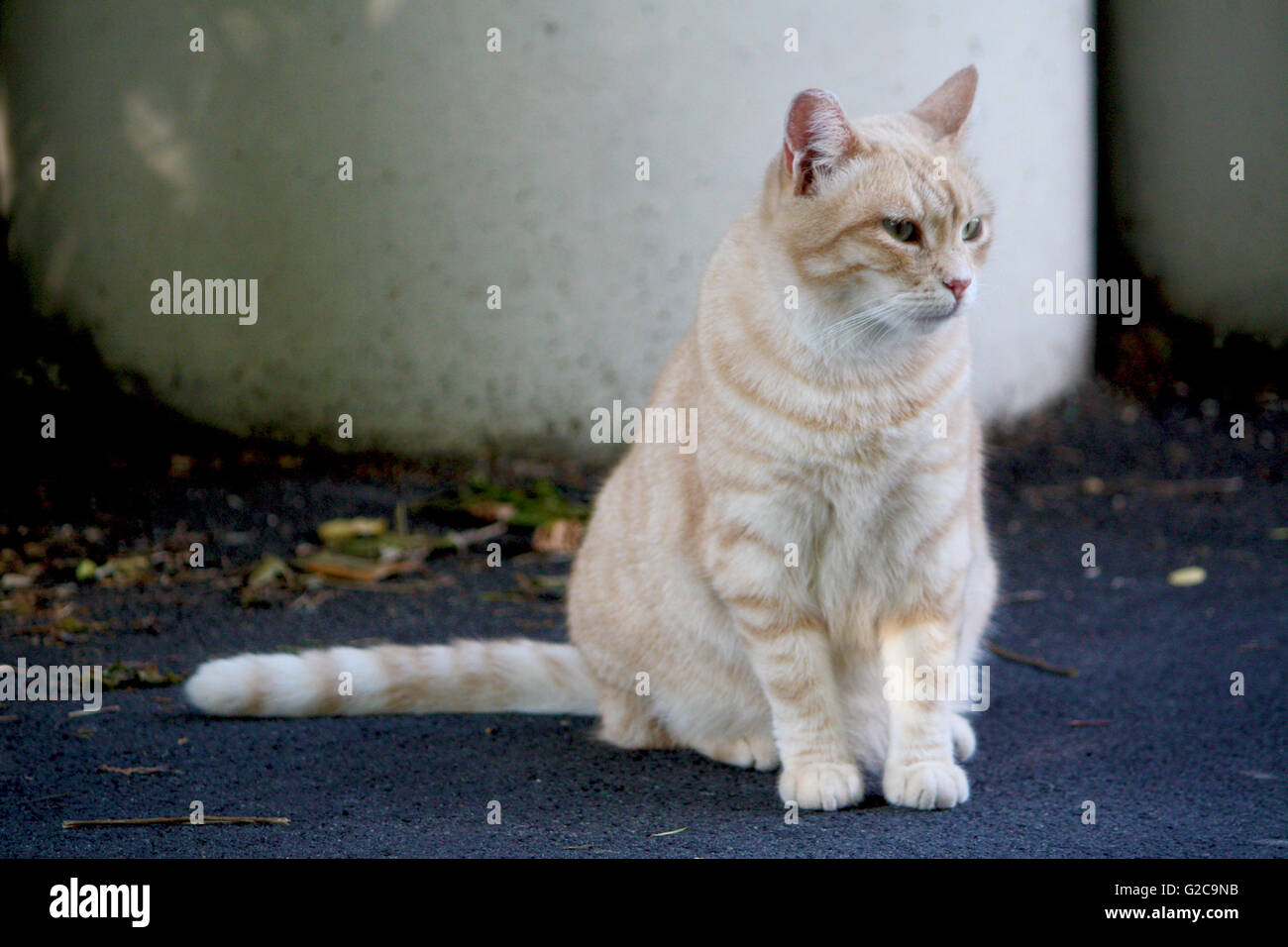 stray cat potrait outdoor Stock Photo - Alamy
