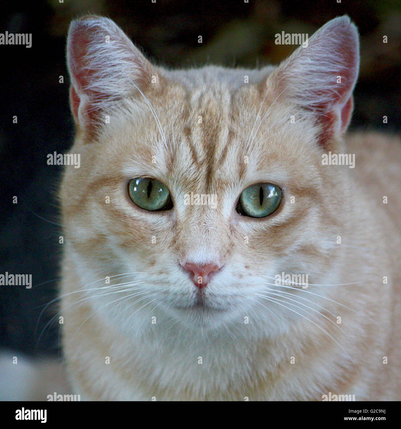 How To Care For Outdoor Stray Cat at William Santos blog