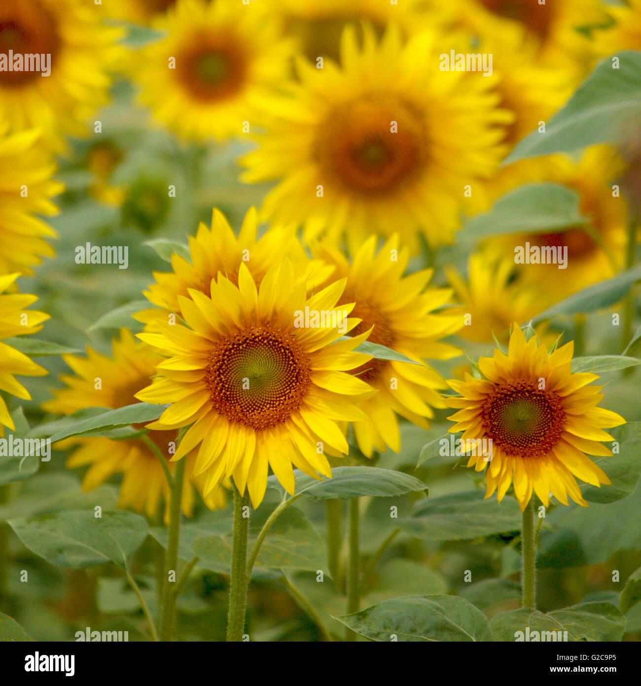 Sunflower field in a sunny day Stock Photo - Alamy