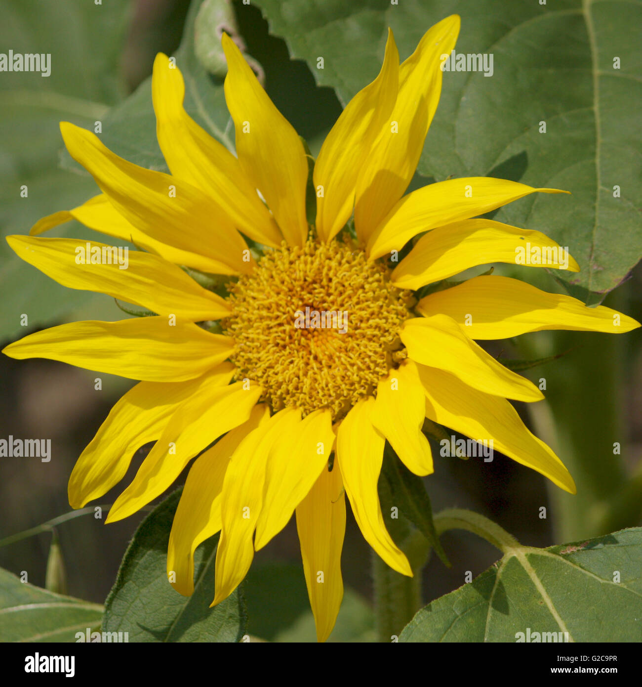 Sunflower field in a sunny day Stock Photo - Alamy