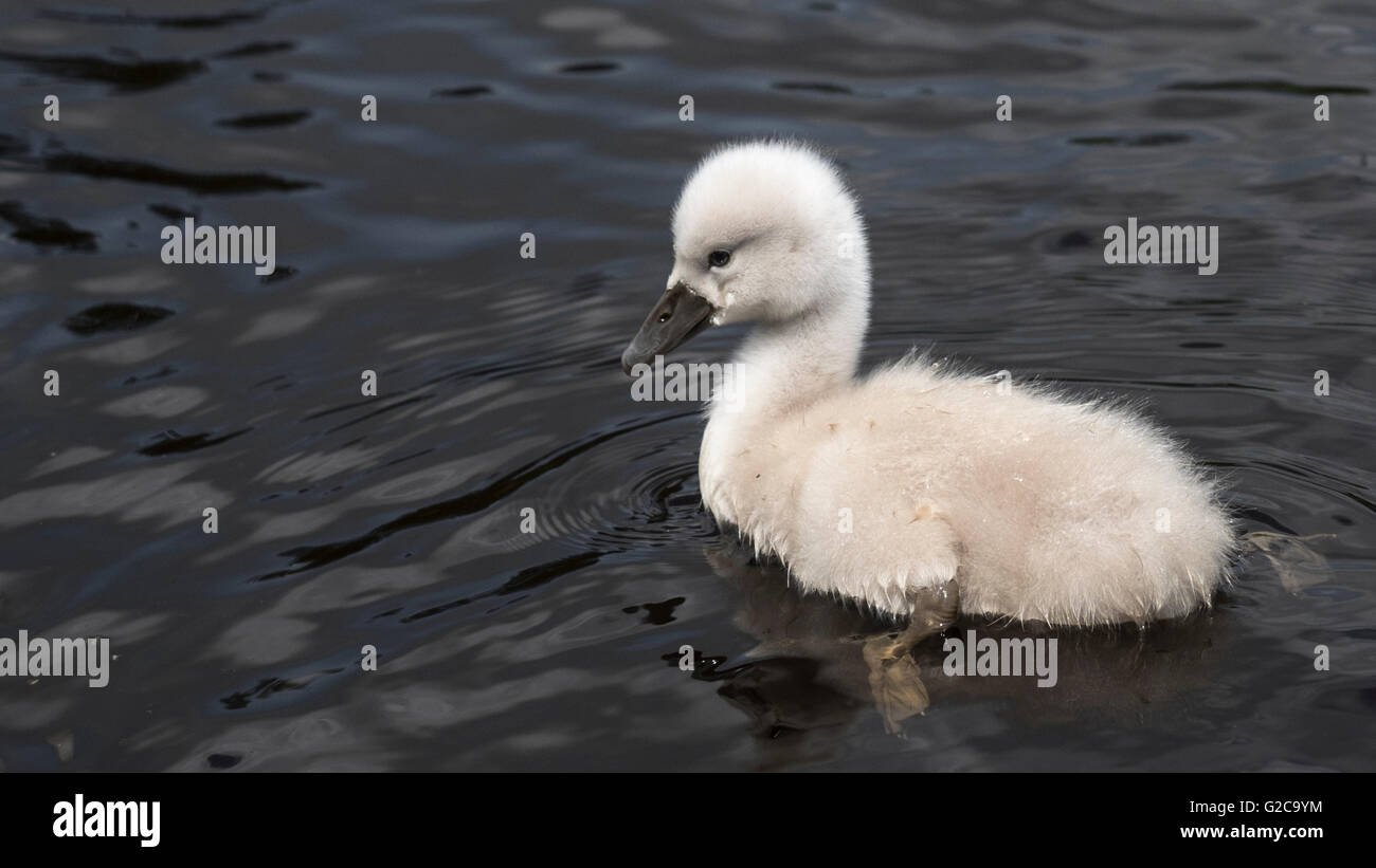 Swan on water hi-res stock photography and images - Alamy